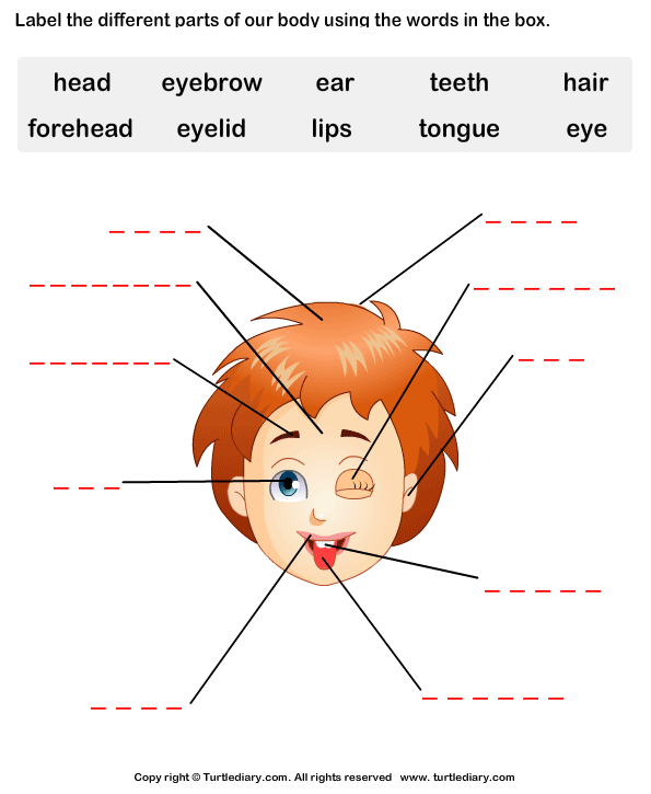 Human Face Parts Name Worksheet Turtle Diary