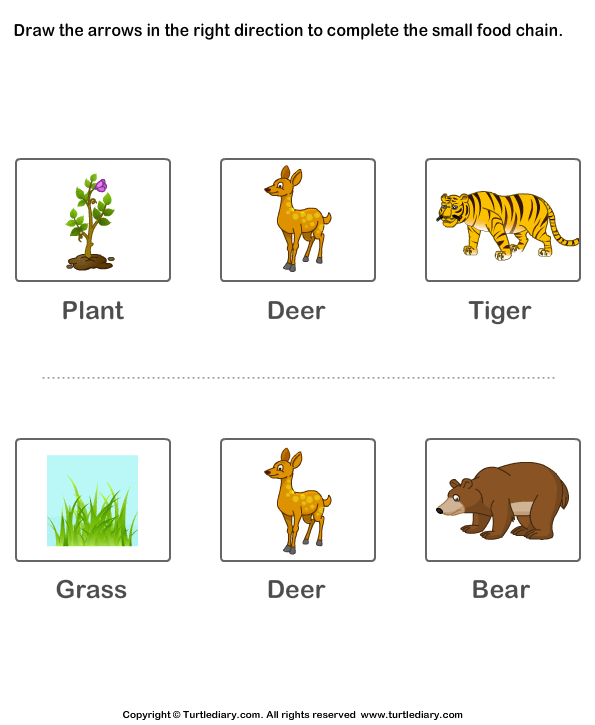 What Does Arrows Mean In A Food Chain at Naomi Marshall blog