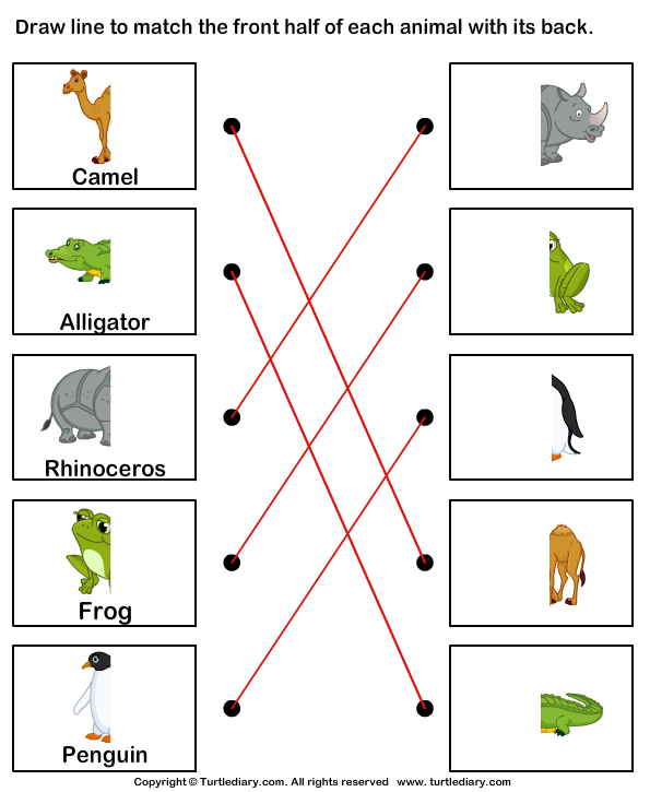 match-animal-body-parts-worksheet-4-turtle-diary