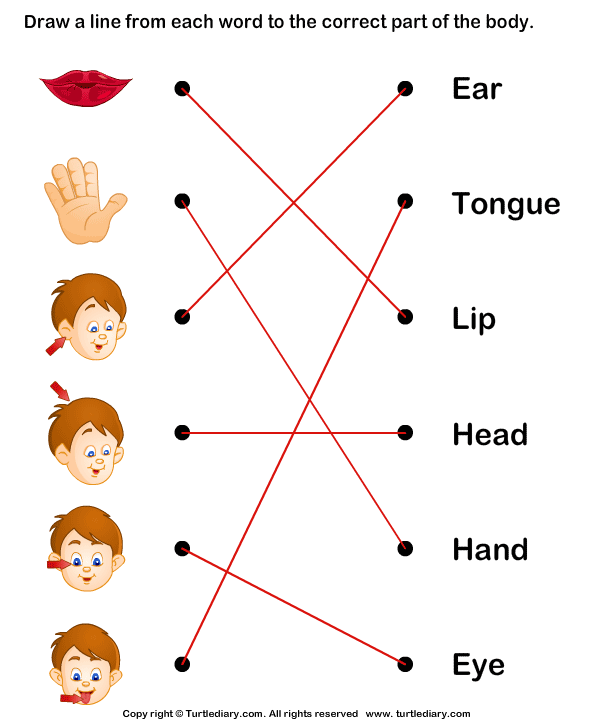 Pictures Of Body Parts Worksheet Turtle Diary