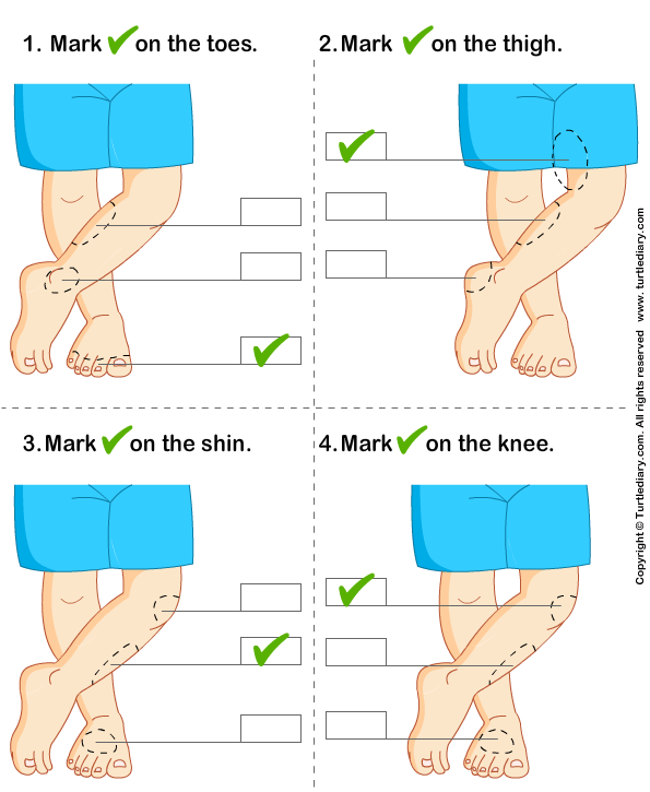 The Human Knee Worksheet - Turtle Diary