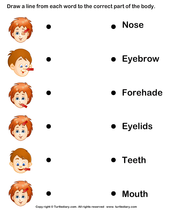 Get Body Parts Matching Worksheet For Preschool Images 