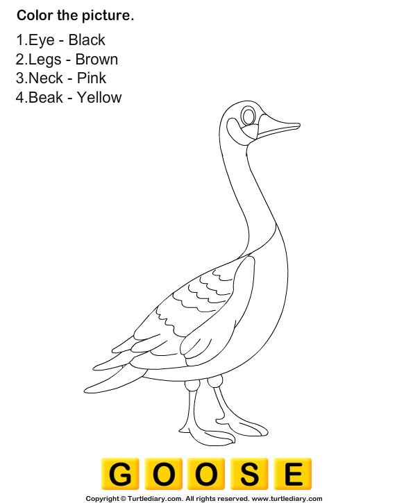 Goose Coloring Pictures | Turtle Diary Worksheet