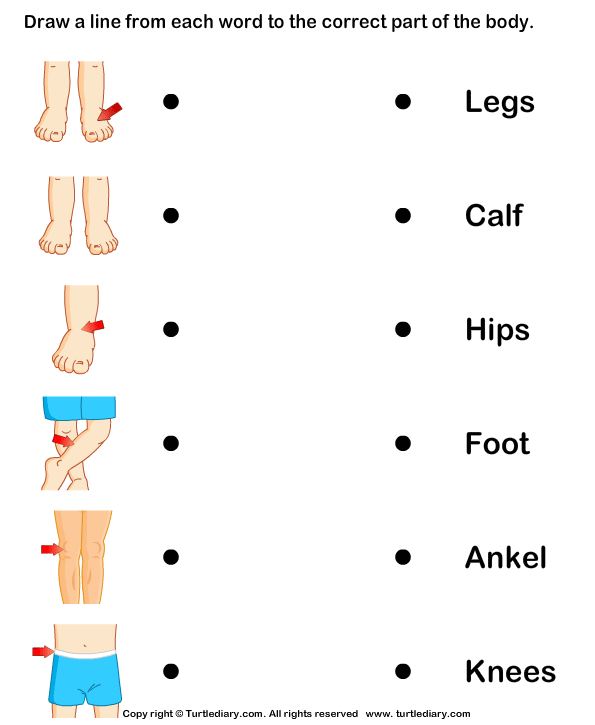 Worksheets And Handouts For First Grade Unit 6 Charts Of Human Body