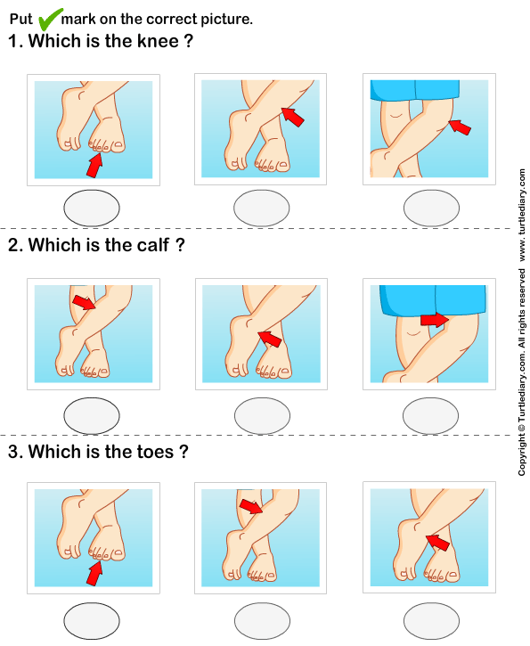 Human Leg | Turtle Diary Worksheet