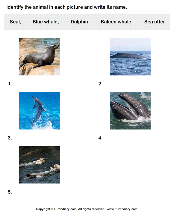 Name Of Water Mammals at Timothy Gordon blog